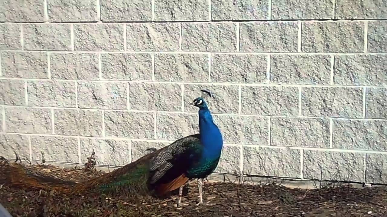 L. Michelle's Peacock Friend NEW Zoo & Adventure Park Green Bay, WI 3 ...