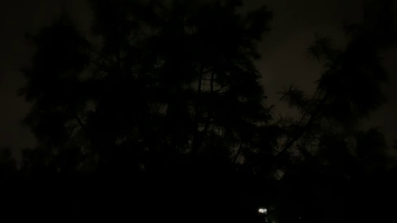 Lightning, Thunder, and dogs. - YouTube