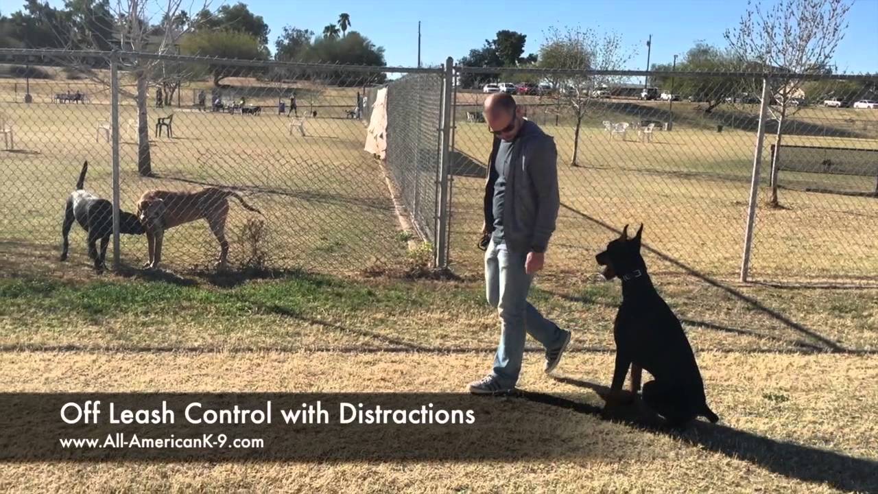 Dog Training for out of Control Doberman - YouTube
