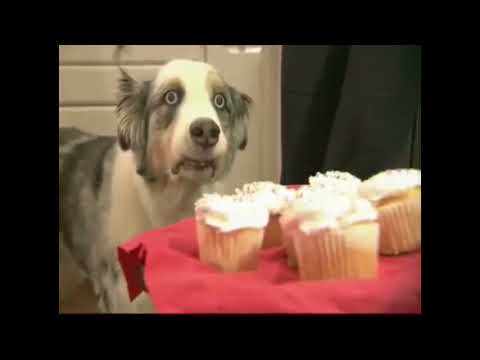 The Prophecy Is True