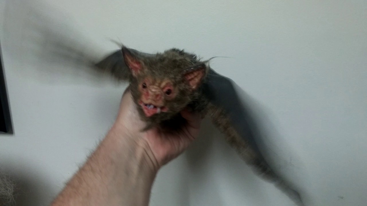 Furry Bat With Teef - YouTube