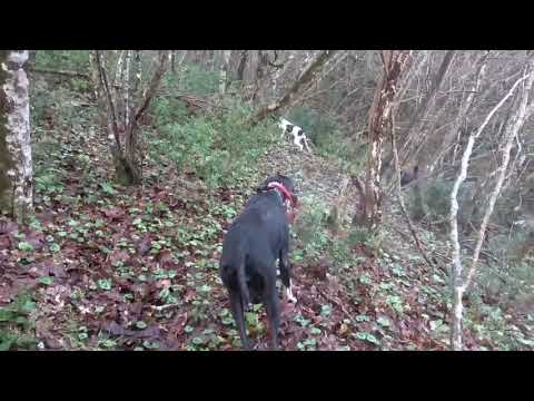 Çulluk Avları Köklü Pointer Halil Sencer
