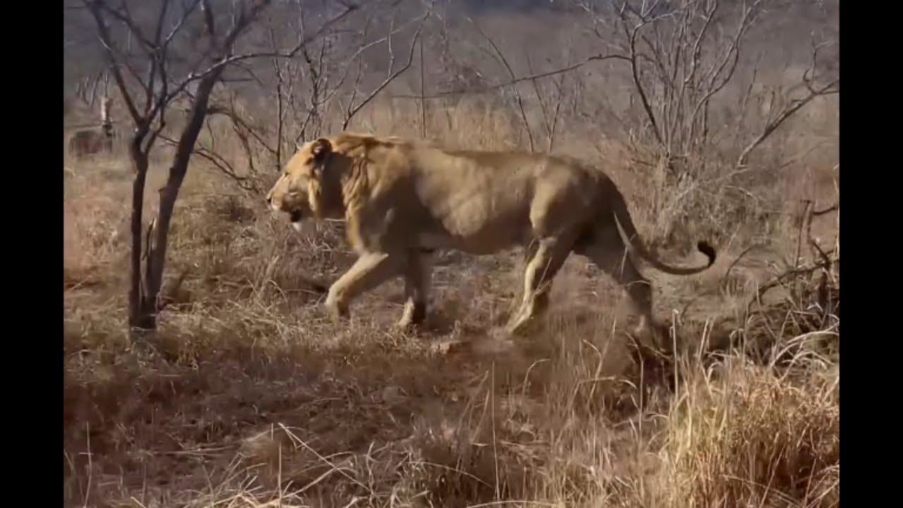 Young Monwana Male Lion around Masungulo Male Lion's Territory | 23 ...