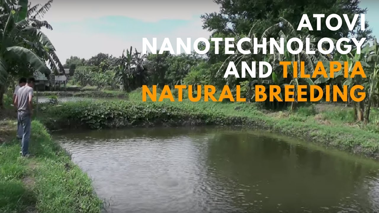 Atovi Nanotechnology and Tilapia Natural Breeding - YouTube