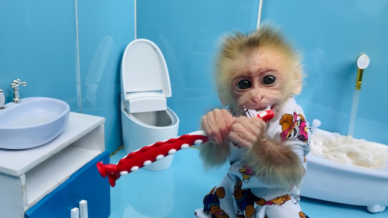 Baby monkey PiPi brushes his teeth in the morning in the toilet - YouTube