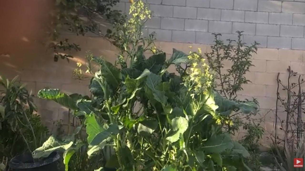 Update: My Tree Kale is in full bloom.Tree Kale Flowers | Grow Tree ...