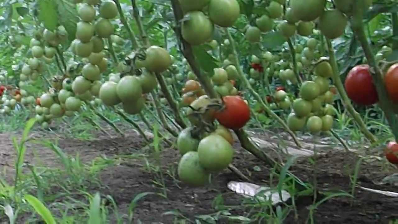 cultura de rosii 2012. Solarul meu.. - YouTube