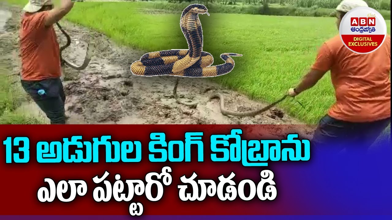 King Cobra : 13 అడుగుల కింగ్ కోబ్రాను ఎలా పట్టారో చూడండి...! || ABN ...