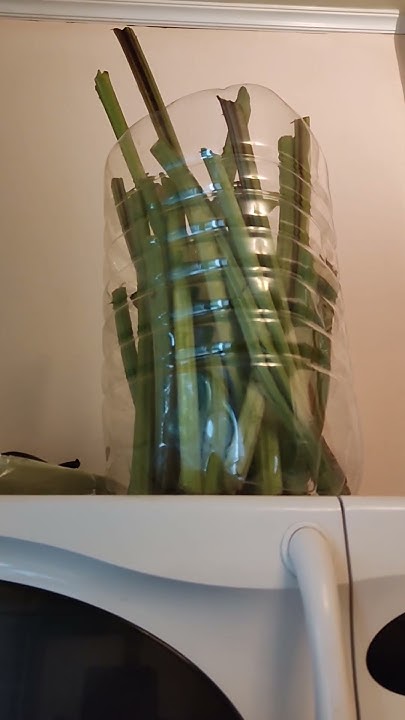 Заготавливаем стебли лопуха для чайного сбора. - YouTube