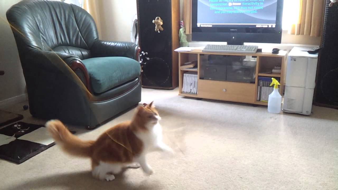 Smudges - The Siberian Cat - Backflip! :) - YouTube