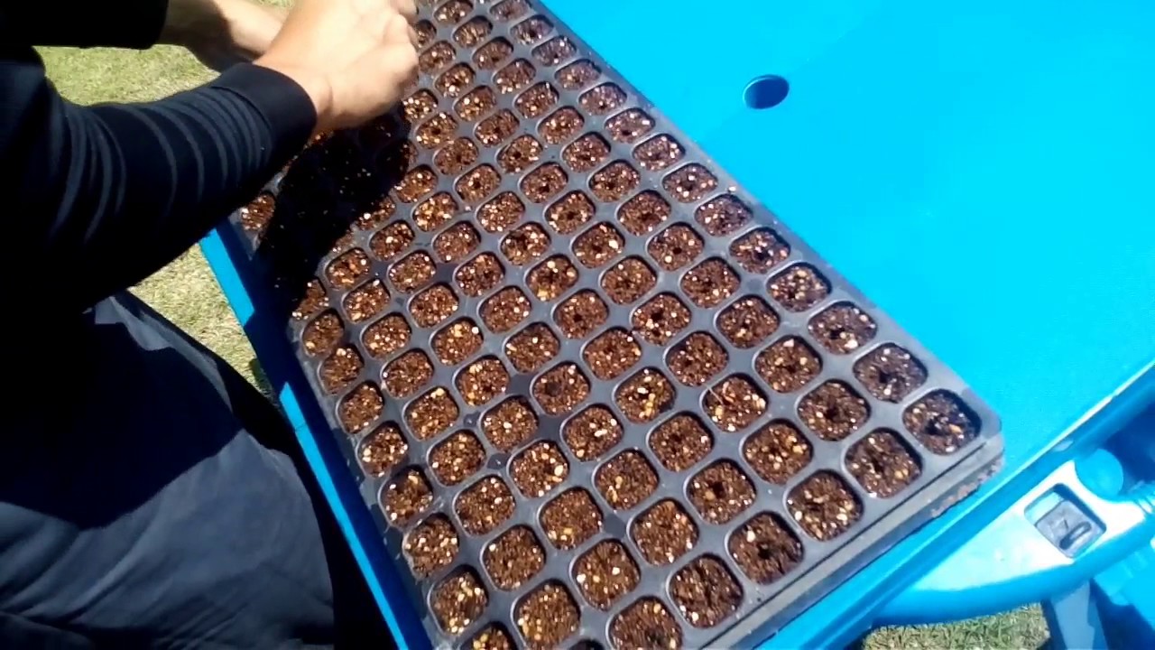 エゴマの種まき エゴマ茨城 ：純国産エゴマ - YouTube