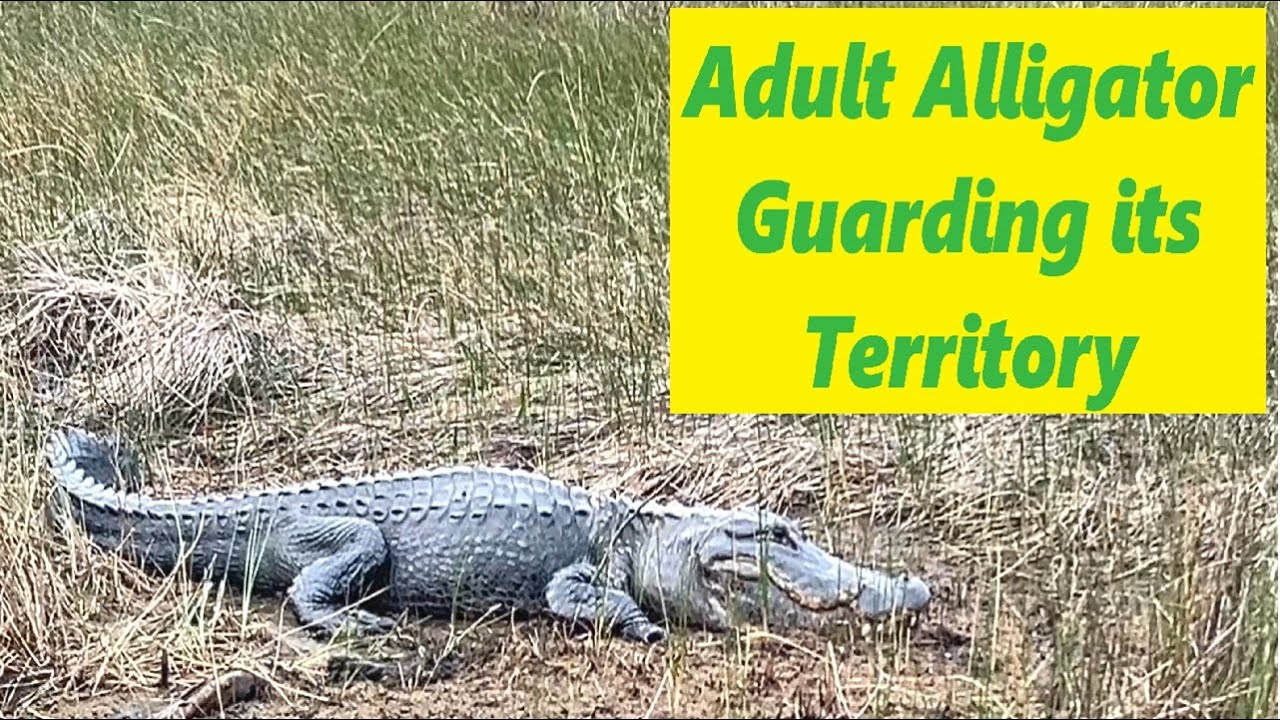 Adult Alligator Guarding itsTerritory - YouTube