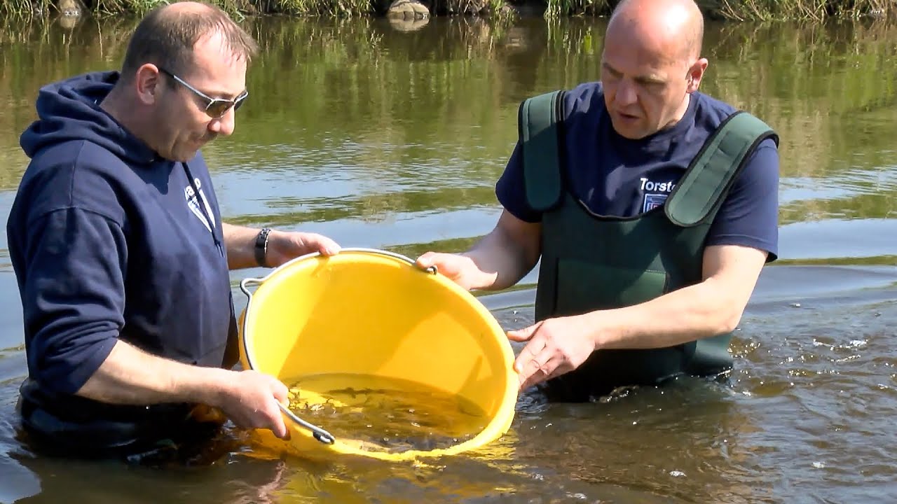 Der Stör - Fisch des Jahres 2014 - YouTube