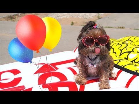 Little Dog Candy Plays with Balloons and Toys