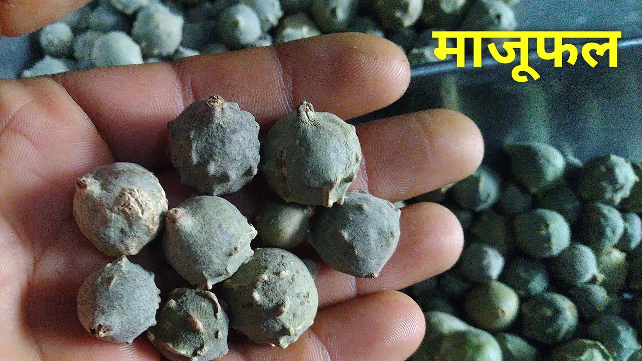 Majufal माजूफल विषेश रोगों की खास औषधि - YouTube