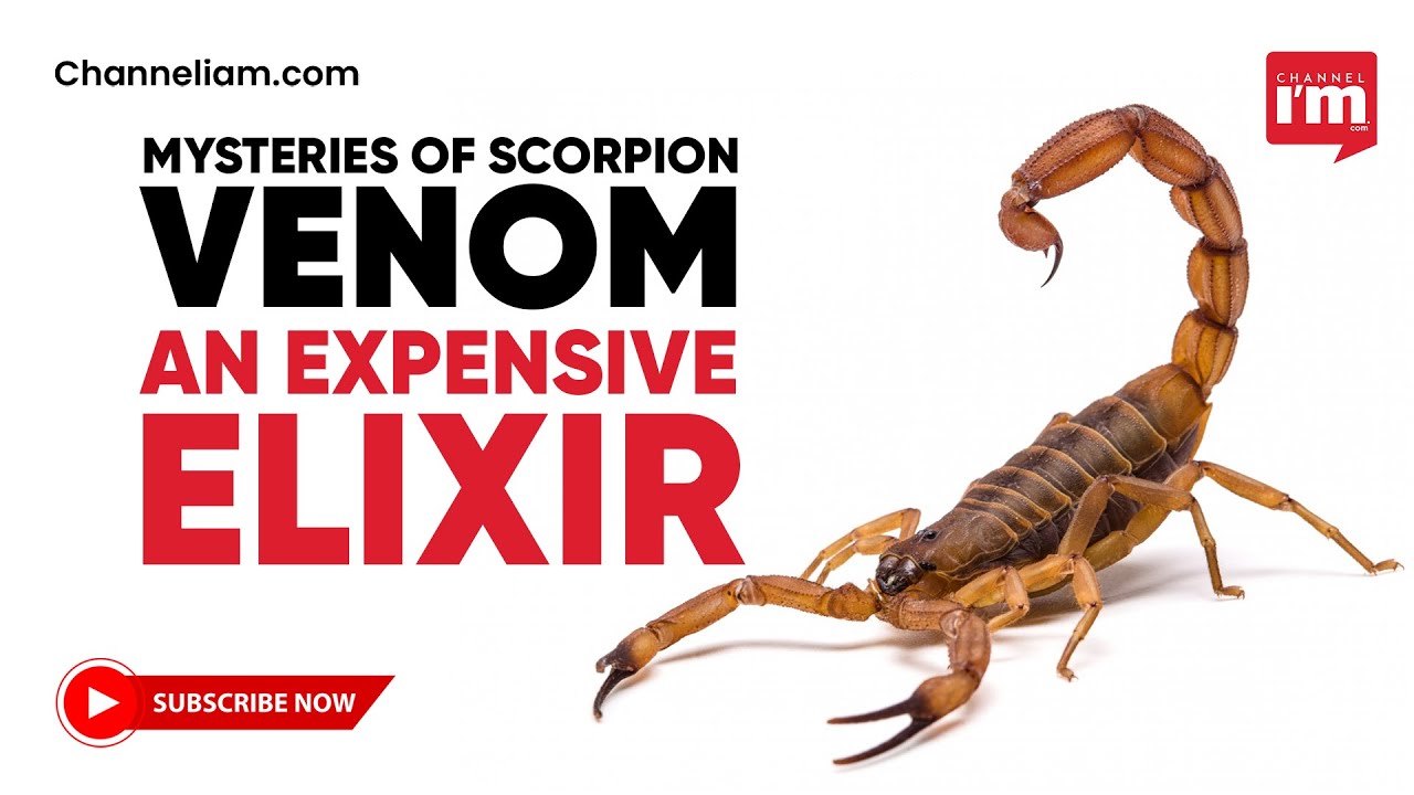 Exploring the Remarkable Potential of Scorpion Venom; Price and its ...