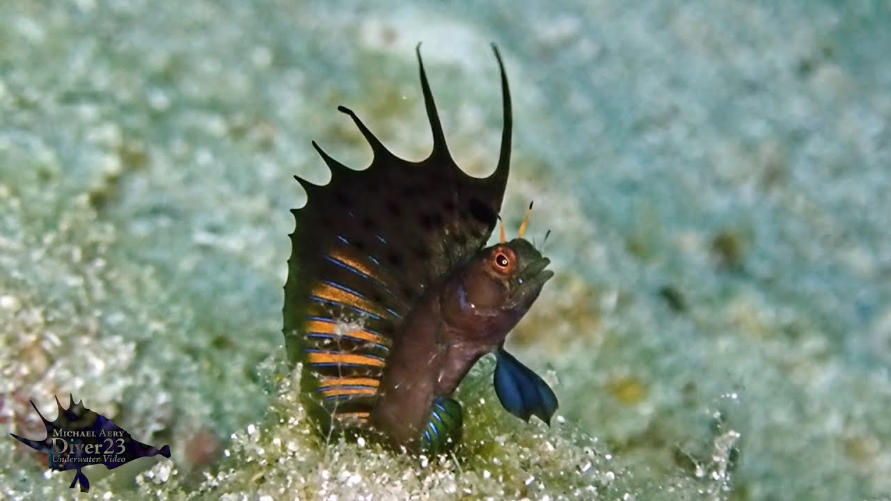 Signal Blenny! - YouTube