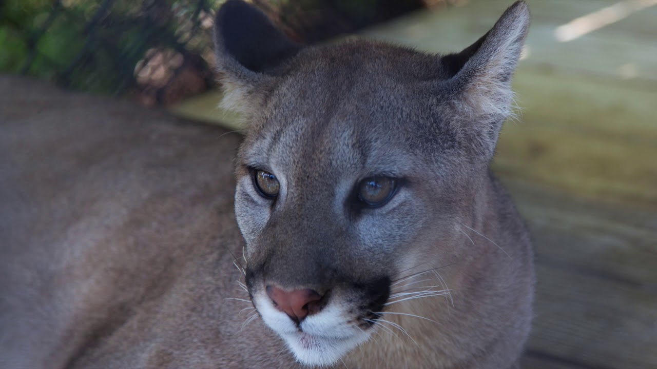 Panther Ridge Conservation Center - YouTube