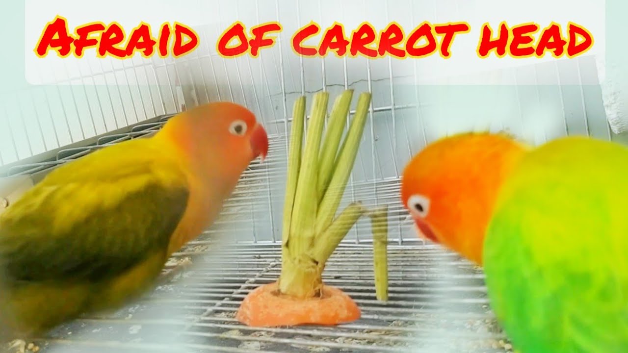 Love birds afraid of carrot head - YouTube