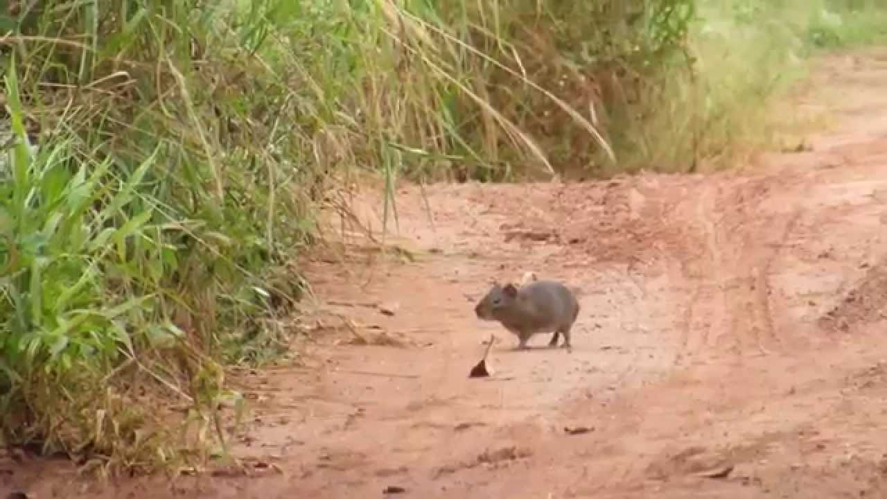 Preá (Cavia aperea) - YouTube
