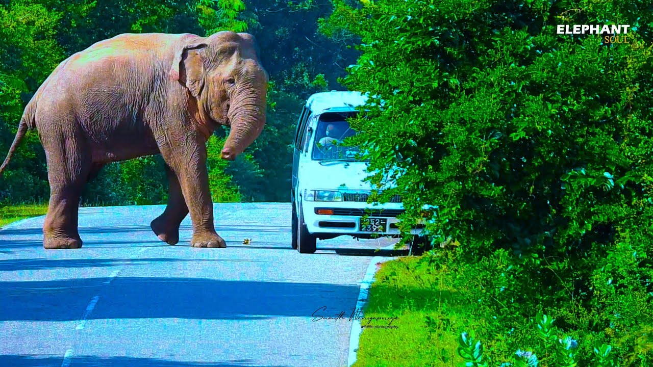 Elephants attacking vehicles or trying to get food / Elephant soul ...