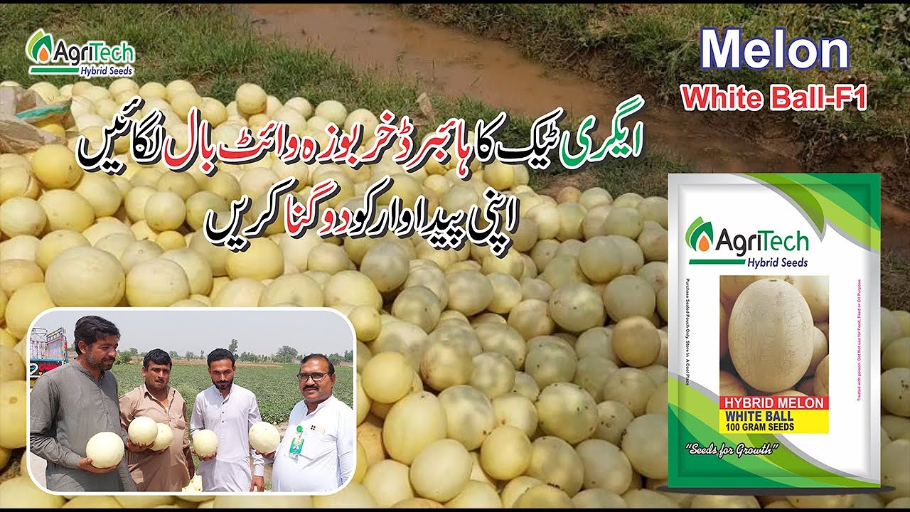 Hybrid f1 Melon Seeds production | Melon cultivation | kharbooza ke beej | | AgriTech Hybrid ...
