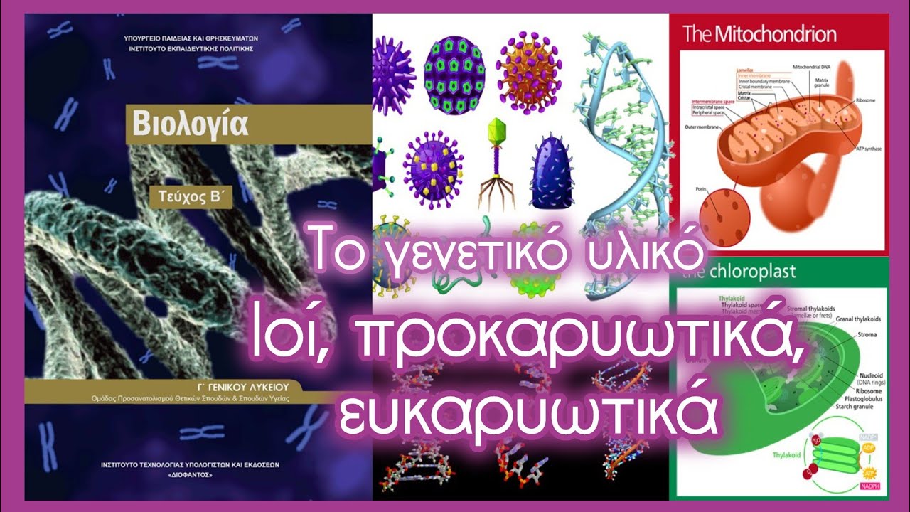 Ιοί, προκαρυωτικά, ευκαρυωτικά, μιτοχόνδρια, χλωροπλάστες • Το γενετικό ...