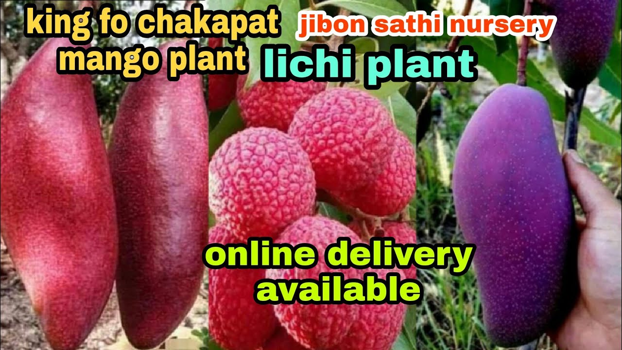how to king fo chakapat mango plant Chiang mai mango plant red ivory ...