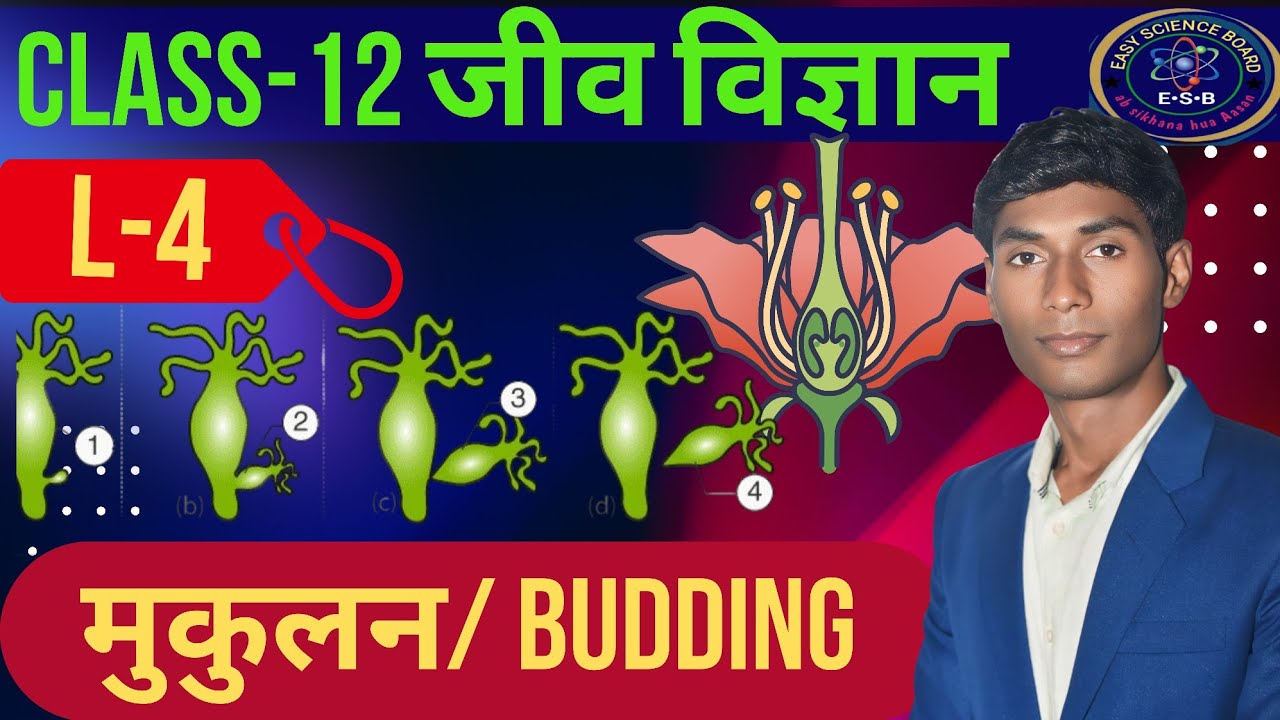 बिहार बोर्ड 12th जीवविज्ञान | BUDDING | मुकुलन | #budding - YouTube