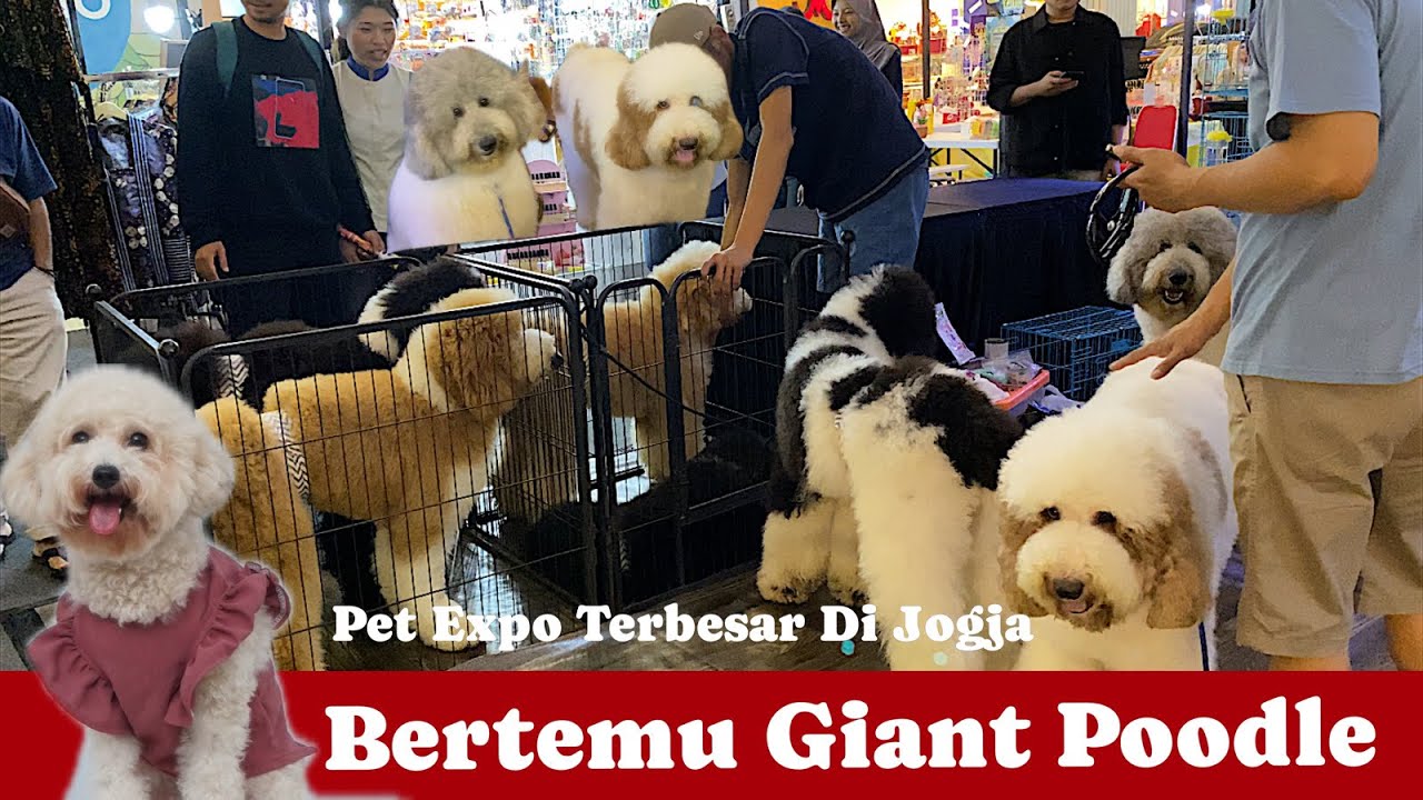ANJING POODLE LUCU BERTEMU GIANT POODLE - YouTube