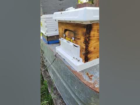 Bees Are Smart..... Bees quickly learn to use Bee Smart robbing screen ...