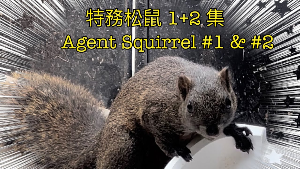特務松鼠攻堅實錄（1+2篇) Agent Squirrel on th mission!!(Part1+Part 2) - YouTube
