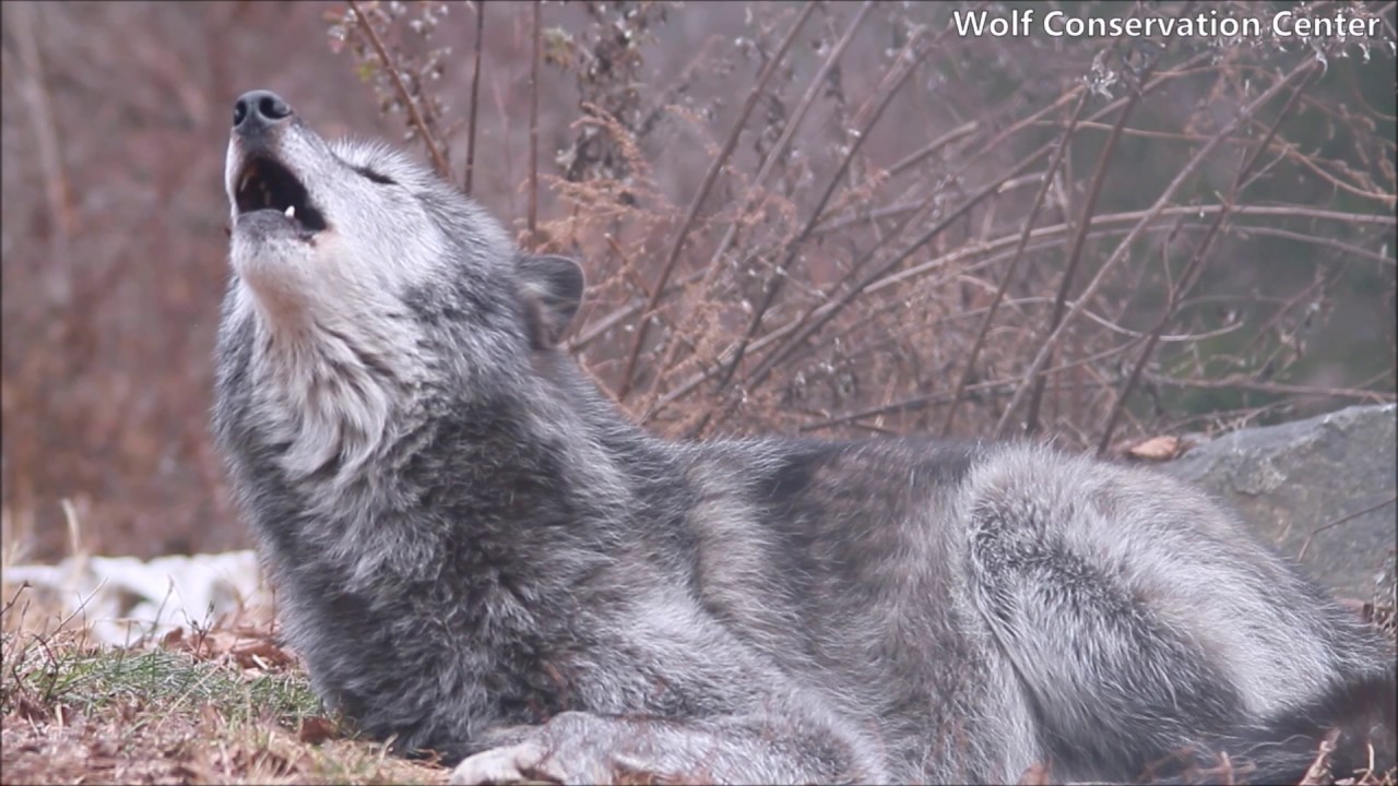 Black Wolf "Zephyr" Sings - YouTube