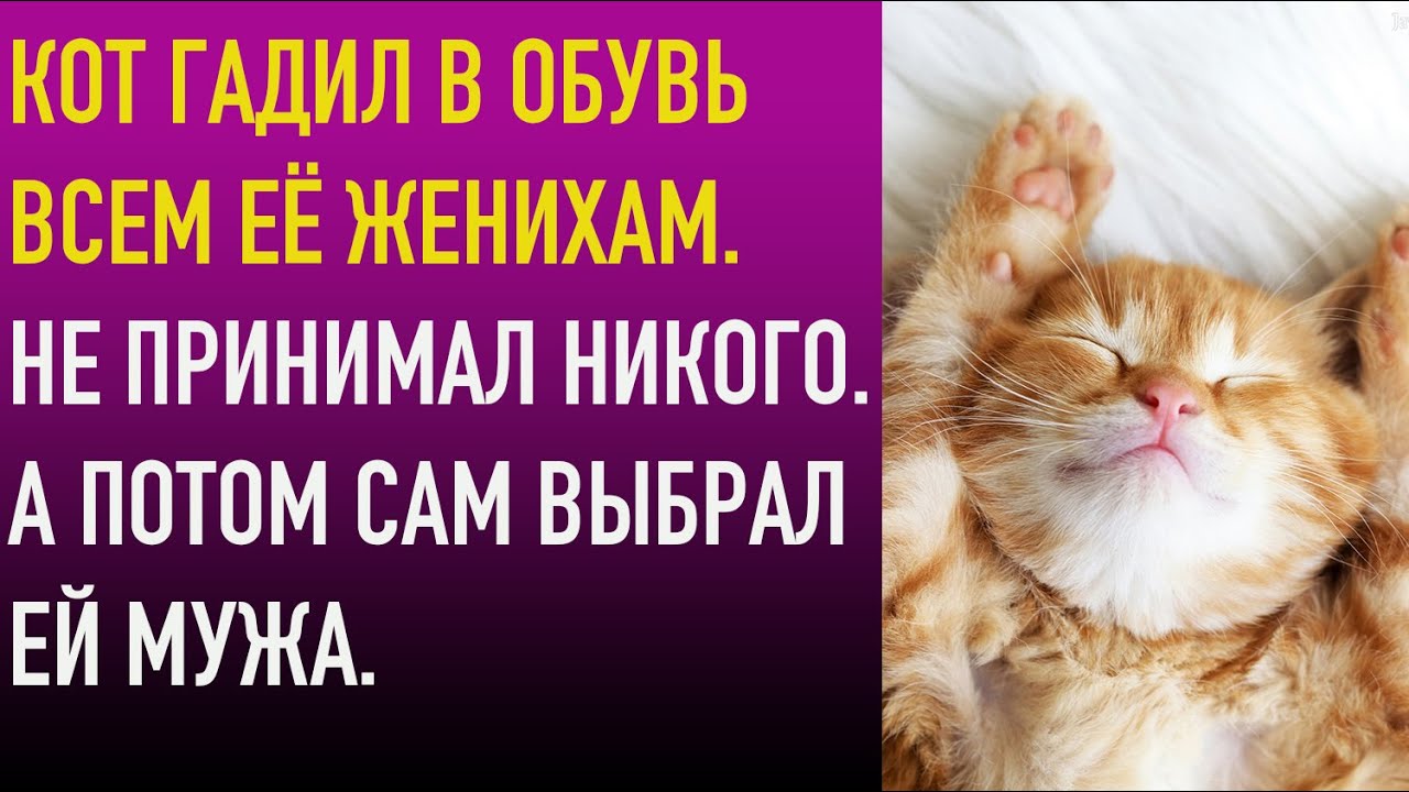 Кот гадил в обувь всем её женихам Не принимал никого А потом сам