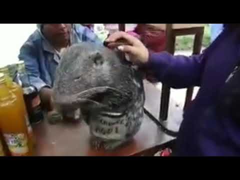 The rat that was taking a bath was a pacarana - YouTube