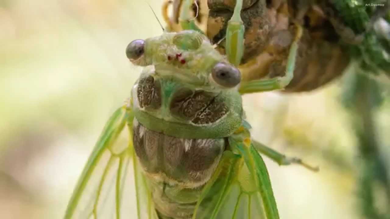 Life as Transformation. Cicada Birth Timelapse - YouTube