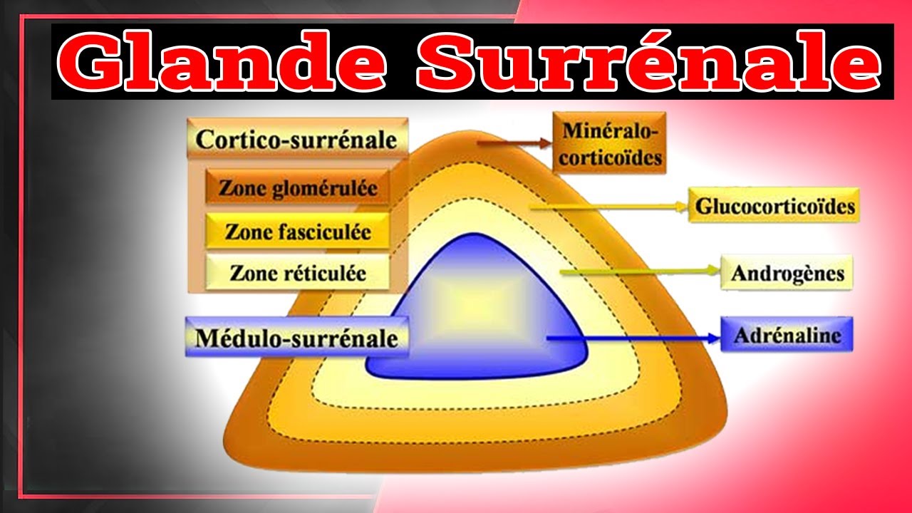 Physiologie des Glandes Surrénales: Rôle des Hormones Surrenaliennes ...
