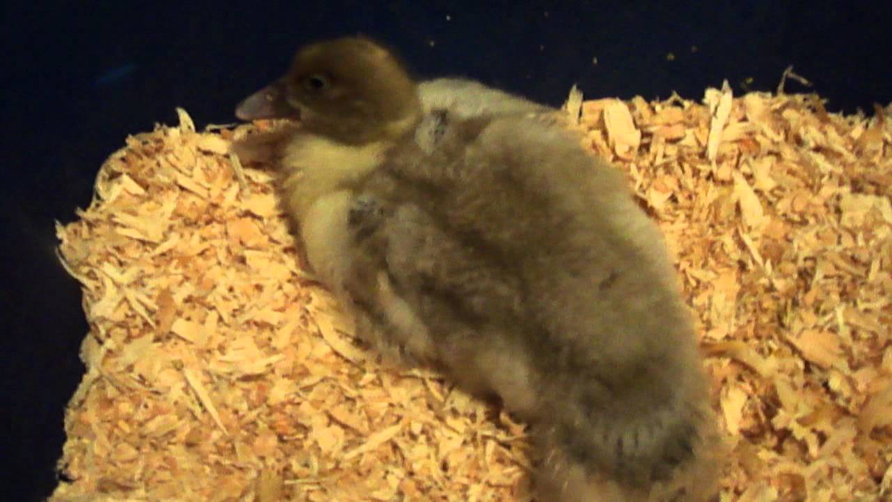 Baby Duck--Labored breathing? - YouTube