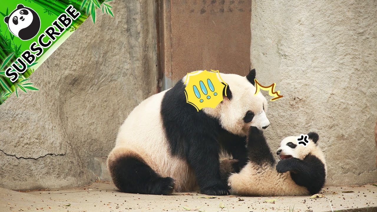 【Panda Theme】Pantastic! Ever Ready To Satisfy You | iPanda - YouTube