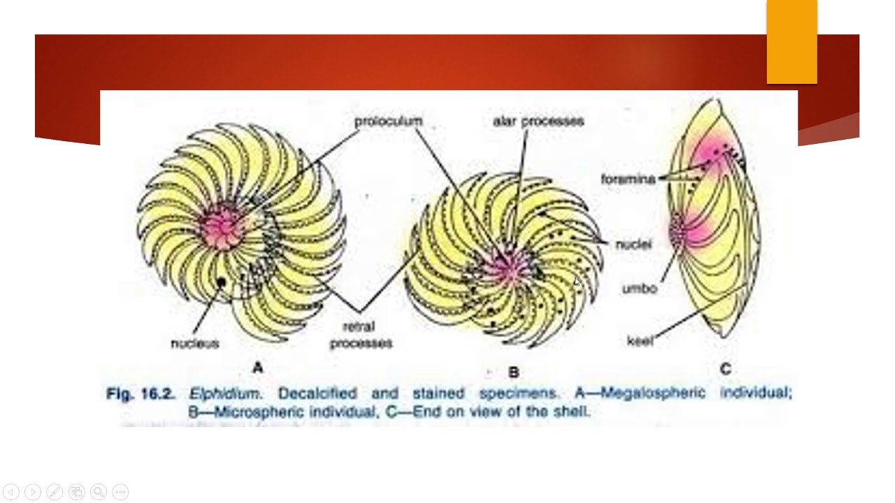 ELPHIDIUM STRUCTURE AND LIFE HISTORY - YouTube