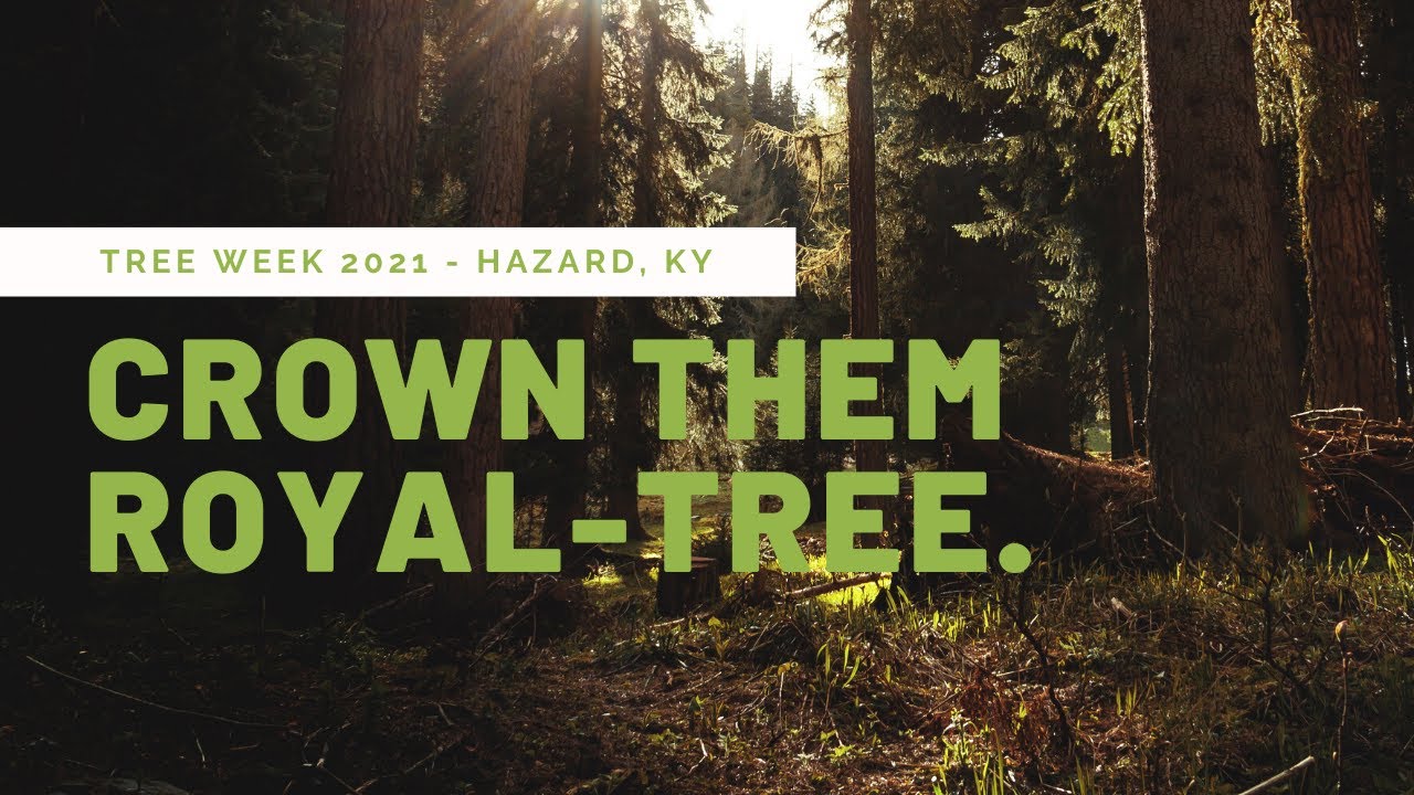 Crown Them Royal-tree: Noteworthy Trees - YouTube