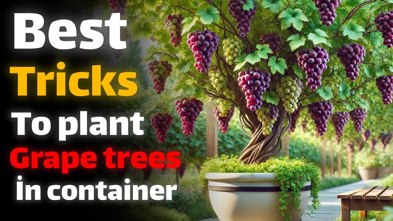 How To Plant a Grapevine Tree in a Container For The Best Harvest ...
