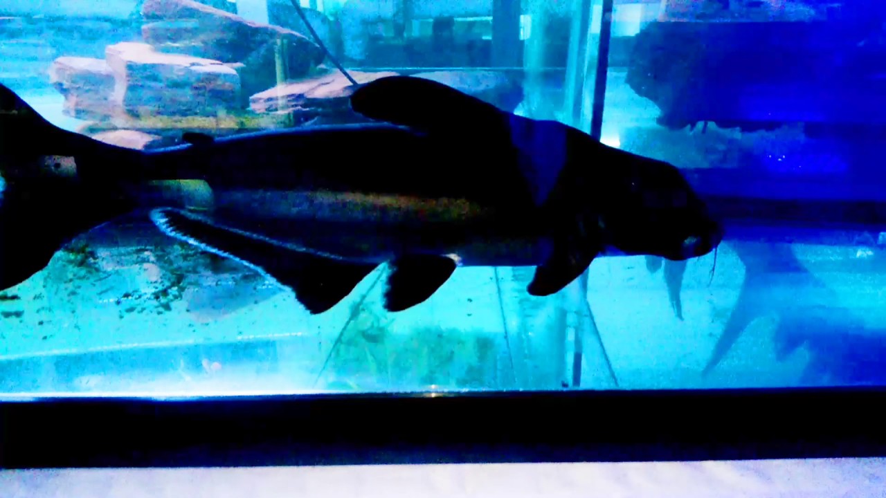 Huge Iridescent Sharks @ Pet Store - YouTube
