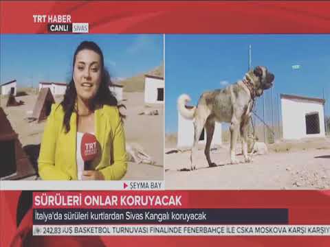 Dünyanın en kaliteli köpek çiftliği ALTIN KANGAL üretim ve yetiştirme çiftliği umut taşdelen