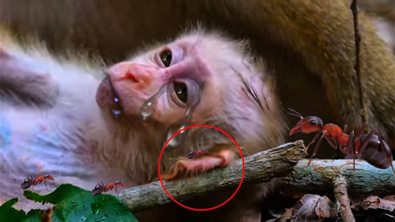 Life of Wild Monkeys | Social Behavior & Survival Instincts" "Monkey ...