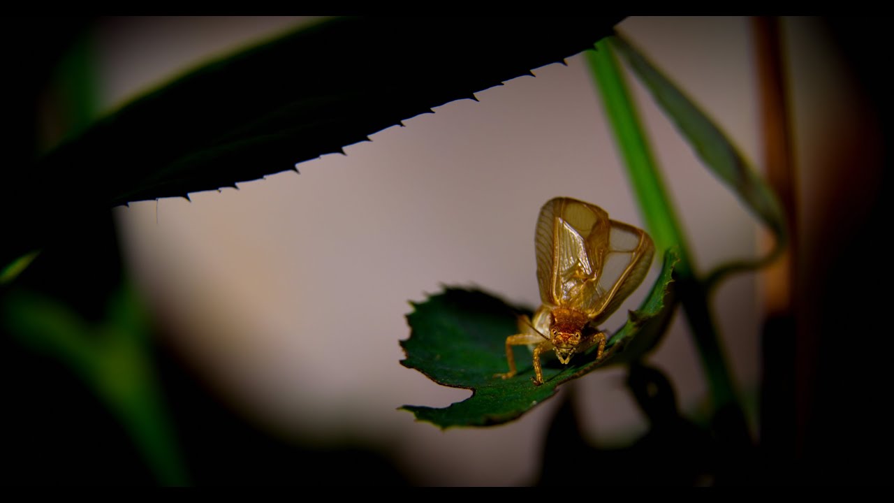 Stridulation - YouTube