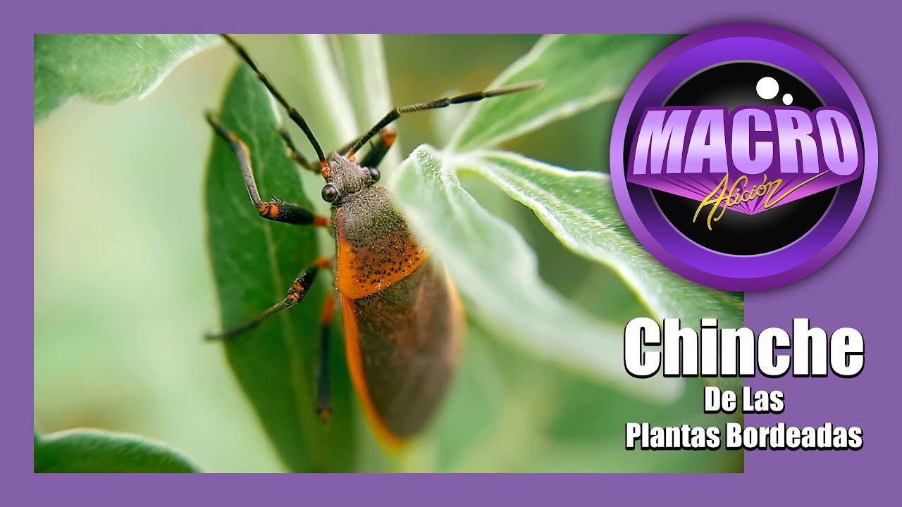 Macro Afición - Chinche De Las Plantas Bordeadas - YouTube