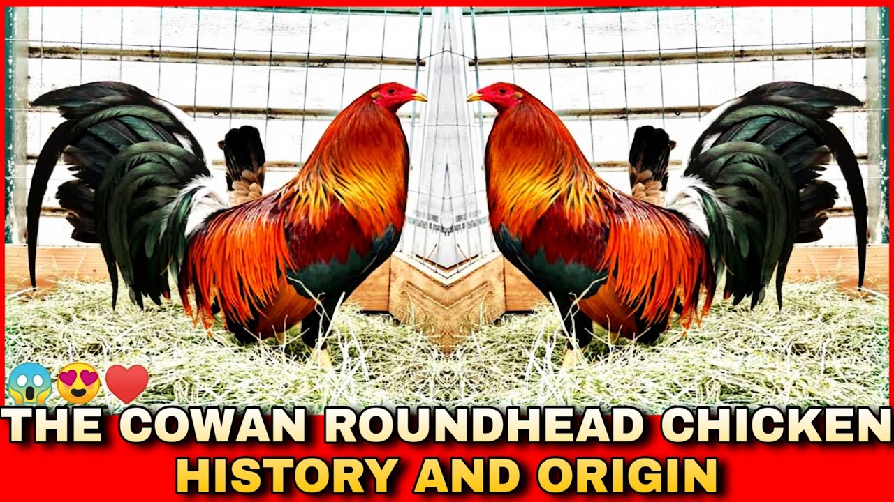 THE HISTORY AND ORIGIN OF COWAN ROUND HEAD CHICKEN. - YouTube