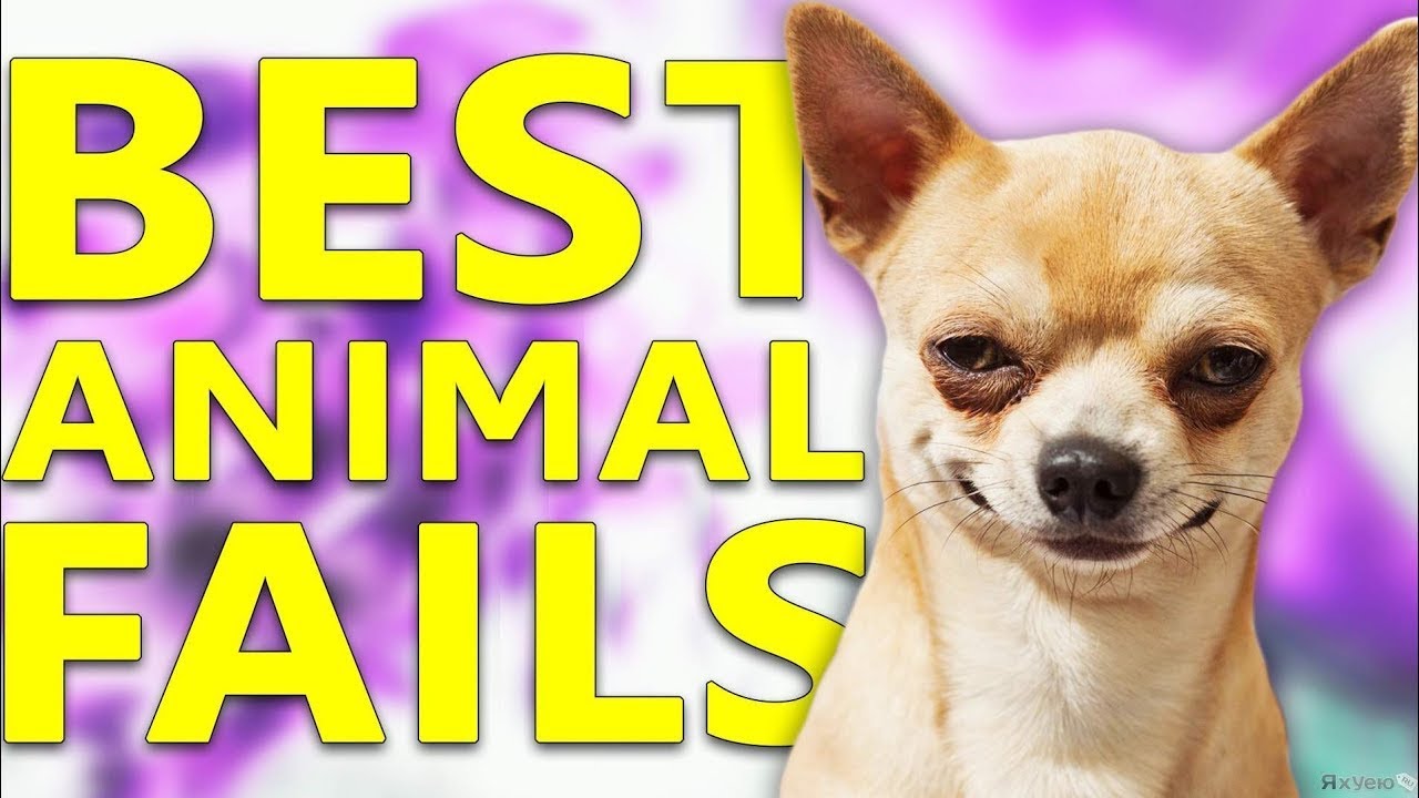 Funniest Animal Videos That Will Make You Laugh 😂 Funny Pets - YouTube