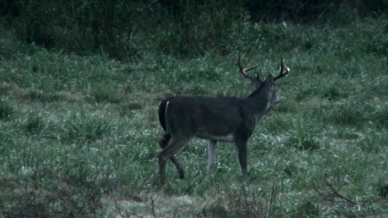 8 Point Buck with broken G3, Good Width, East Texas, Montgomery County ...